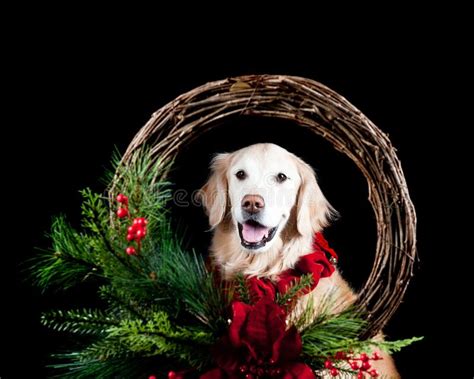1,288 Dog Holiday Wreath Stock Photos - Free & Royalty-Free Stock ...