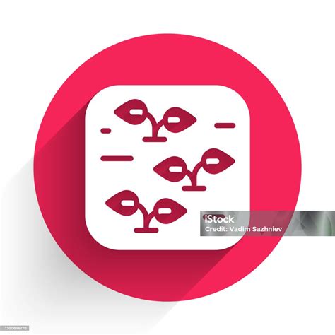 긴 그림자로 격리된 화이트 플랜트 아이콘입니다 종묘와 묘목 나뭇잎 기호 잎 자연 빨간색 원 버튼입니다 벡터 0명에 대한 스톡 벡터 아트 및 기타 이미지 Istock