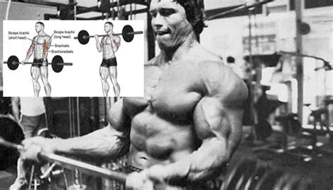 Top 5 Isolation Exercises For Bigger Arms Gymshock Supplement