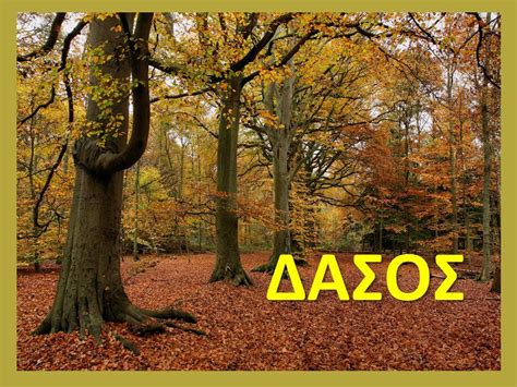 7 Εργαστήρια ιδέες εργαστήρια δάσος δεξιότητες ζωής