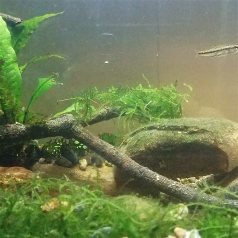 The Bass Tank Bass Tank Tank Aquarium