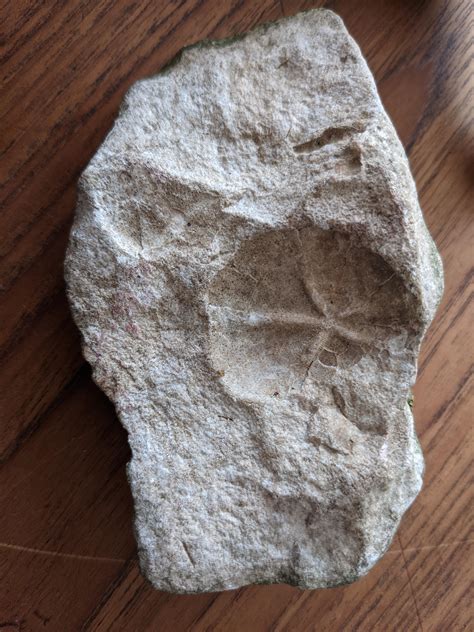 Help Me ID This Fossil R FossilPorn
