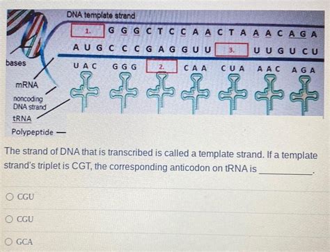 Answered Bases Cgu O Cgu Mrna Noncoding Dna Strand Trna Polypeptide Kunduz