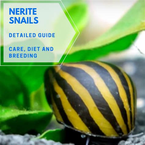 Nerite Snails – Detailed Guide: Care, Diet and Breeding | Aquarium snails, Fish tank, Freshwater ...