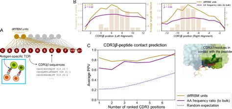 Diffrbm Model Of Tcr Epitope Specificity And Structural Interpretation
