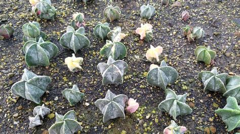 선인장 다육식물 난봉옥금 Youtube