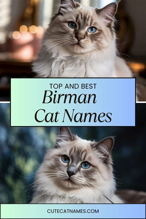 Naming Your Ragdoll These 200 Names Are All Youll Ever Need