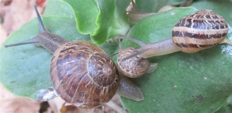 How Do Sea Snails Grow Their Shells At Kate Gask Blog