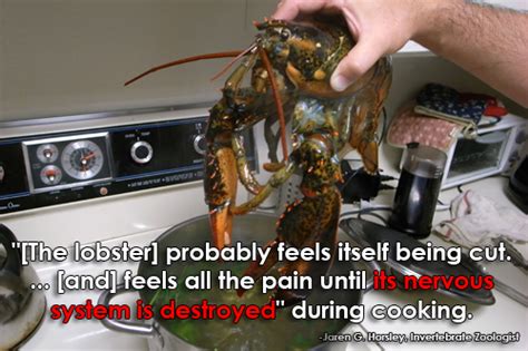 Can crabs and lobsters feel pain? [2022] | QAQooking.wiki