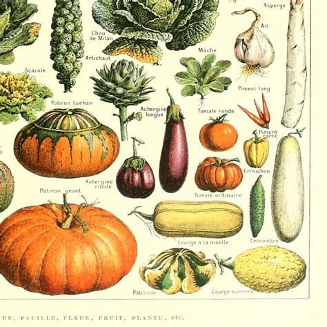 Gourd Identification Chart A Visual Reference Of Charts Chart Master
