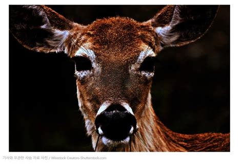 디즈니 ‘아기 사슴 밤비 가 공포영화로gisa 유머움짤이슈 에펨코리아