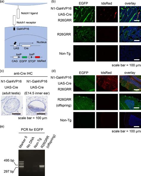 Transgenic Mouse Experiment Revealed Lack Of Notch1 Signaling In The