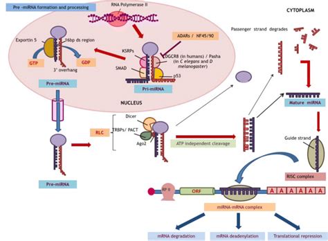 Schematic Representation Of Mirna Processing And Gene Regulation