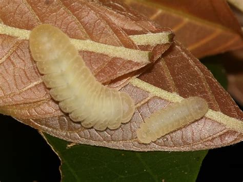 Jamides Aleuas Australian Butterflies