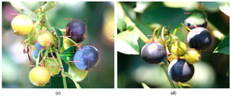 A Lightweight Detection Method For Blueberry Fruit Maturity Based On An