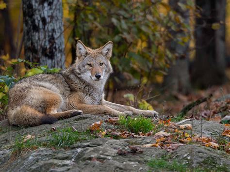 100 Coyote Wallpapers