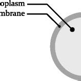 Illustration of a K562 cell model | Download Scientific Diagram