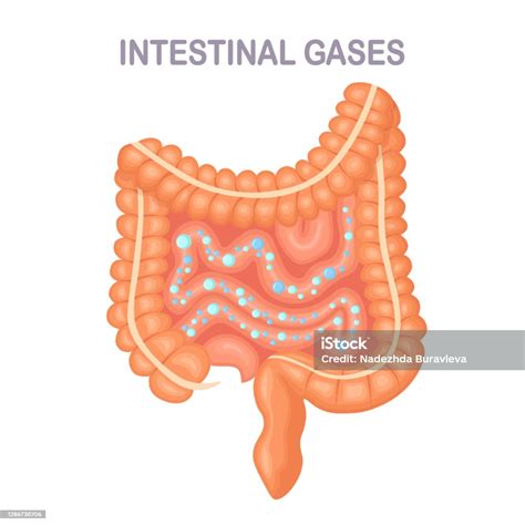 창자 배경에 고립 된 거품내장 소화 시스템 장 가스와 기관 팽만감 위염 소화 문제 의학 생물학 개념 아이콘에 대한 스톡 벡터 아트 및 기타 이미지 Istock