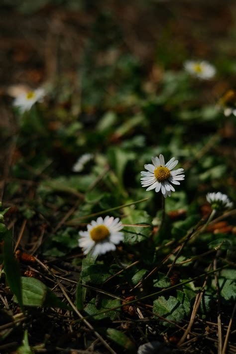 집 밖의 경치 경치가 좋은 고요한 고요함 꽃 꽃 장면 꽃 피는 식물 꽃이 피는 녹색 단풍 데이지 동식물 바다 바다 경치 봄 선명한 수평선