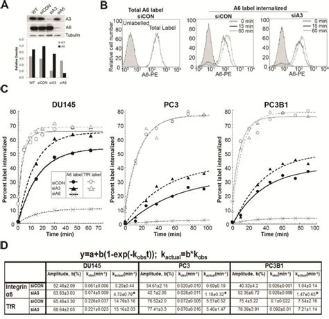 Internalization Of Integrin α6 After Silencing Integrin α3 Expression