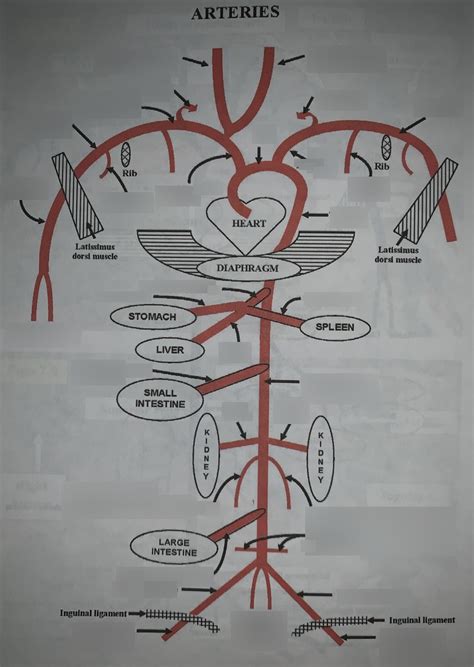 Arteries Diagram Quizlet