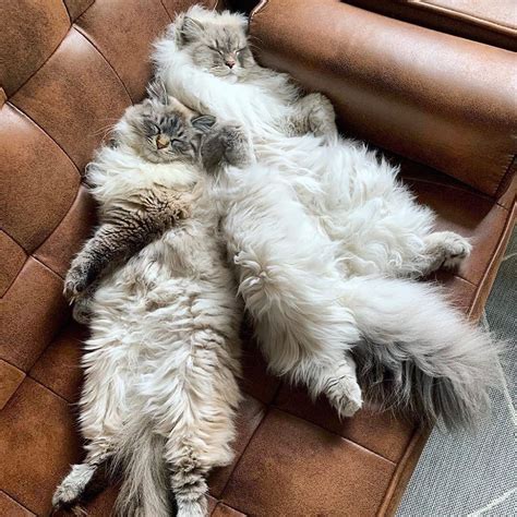 Best Domestic Cat Breeds That Fit Your Lifestyle ⋆ Interaction