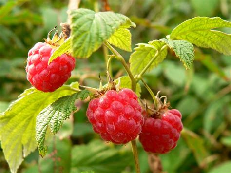 Raspberry Rubus Idaeus Raspberry Rubus Idaeus