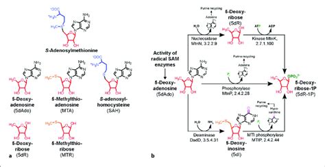 Overview Of Different 5dado Salvage Pathways And Universal Methionine