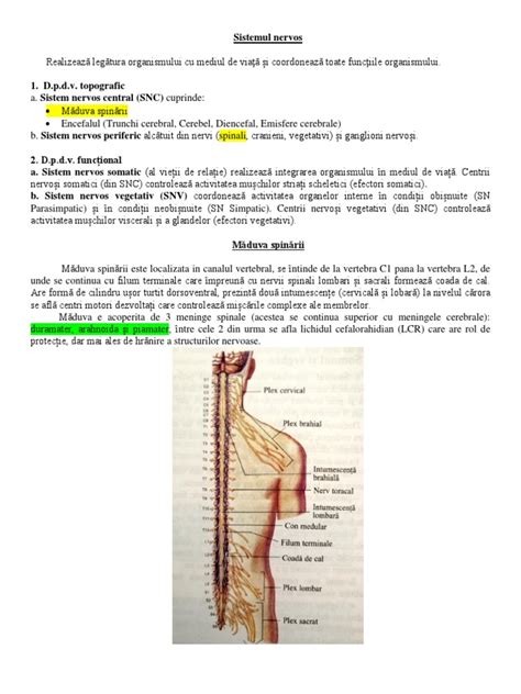 Maduva Spinarii Pdf Pdf