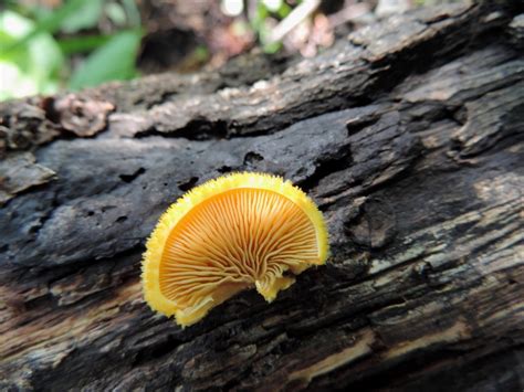 Вёшенка оранжевая (Phyllotopsis nidulans) фото и описание