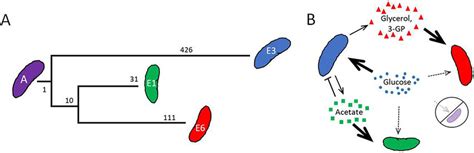 Evolution Of A Stable Polymorphism A Helling Et Al 18 Subjected