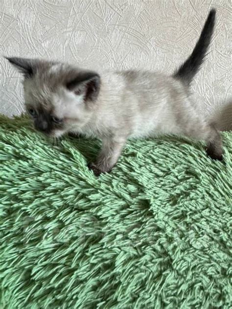 Котенок скоттиш страйт, в наличии. Цена: 5 000₽ во Владивостоке