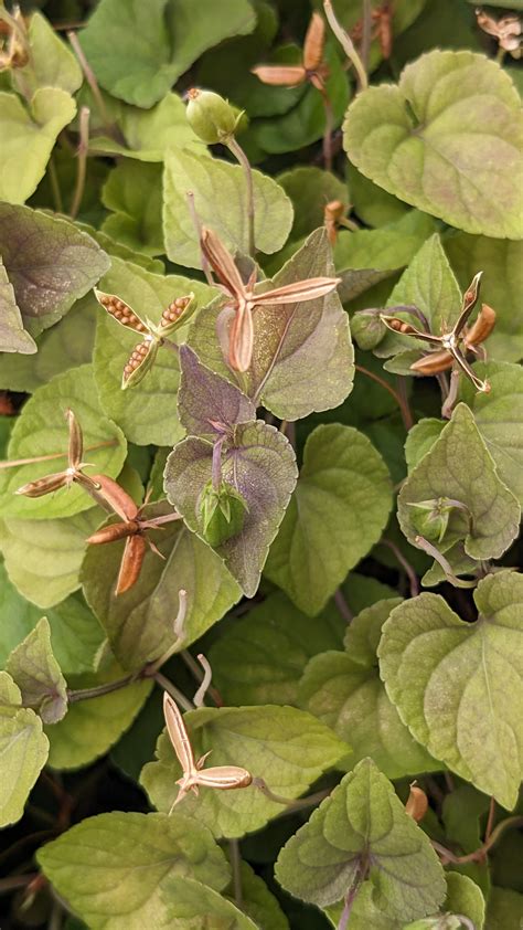 Teck S Treehouse Violet Seed Pods