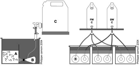 Experimental Device Used To Test Salinity Preference Of Glass Eels A Download Scientific
