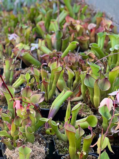Sarracenia X ‘saurus X X ‘caitrin Claire Potted California