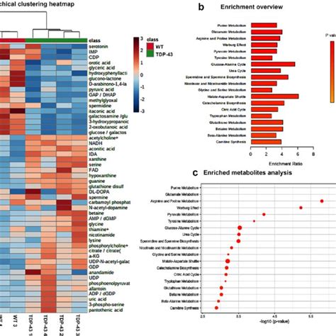 Enrichment Analysis Of Metabolites A Hierarchical Clustering Heat Download Scientific