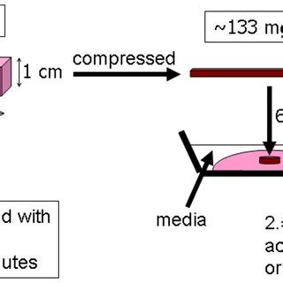 Procedure Used For Constructing Nested Matrix Model Reproduced From Download Scientific