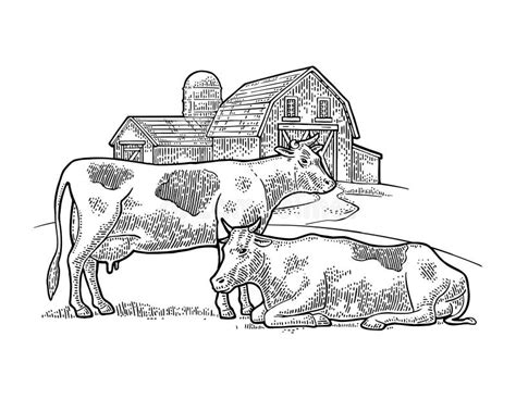 Organic Farm And Cow Free Range Vintage Vector Engraving Illustration