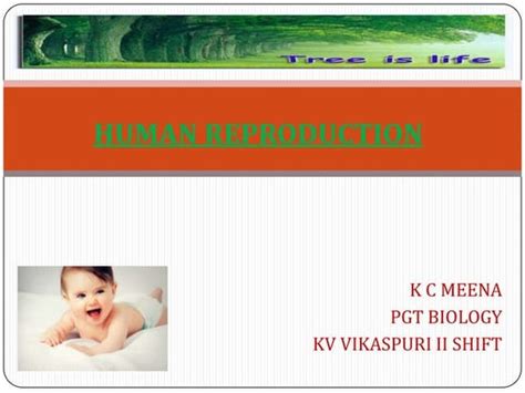 Human Reproduction Pptx Class Xii Biology Pptx Infertility Reproductive Health