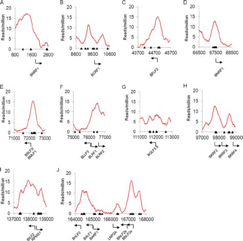 Zta Association With Novel Sites Of Binding At Ebv Promoters In Early
