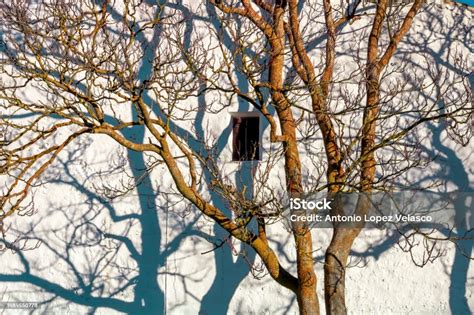 나뭇가지와 이끼가 있는 큰 나무가 스페인의 오래된 하얗게 칠해진 벽에 그림자를 드리우고 있습니다 0명에 대한 스톡 사진 및 기타