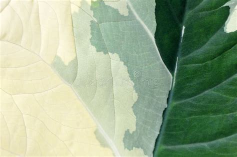 Pattern Of Leaves Plant Alternating Green And White Stock Image Image