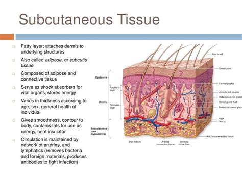 Pin By Ann Marie P On Nursing Assessment Skin Anatomy Subcutaneous Tissue Integumentary System