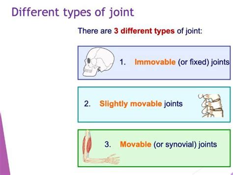 Anatomy And Physiology Skeletal System Joint Classification Ppt