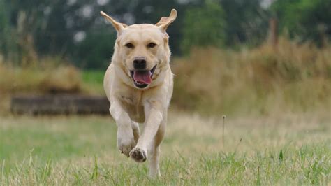 How Fast Can A Labrador Run LabraJoy