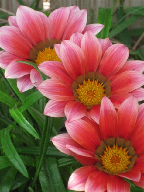 What Is This Flower