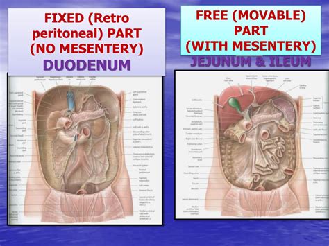 Detailed Anatomical Features Of Duodenum Ppt