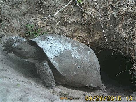 Gopher Tortoises