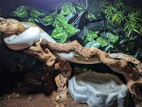 climbing r ballpython