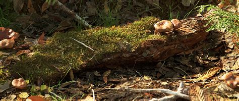 Quixel Megascans—physically Based 3d Vegetation And Surface Scans